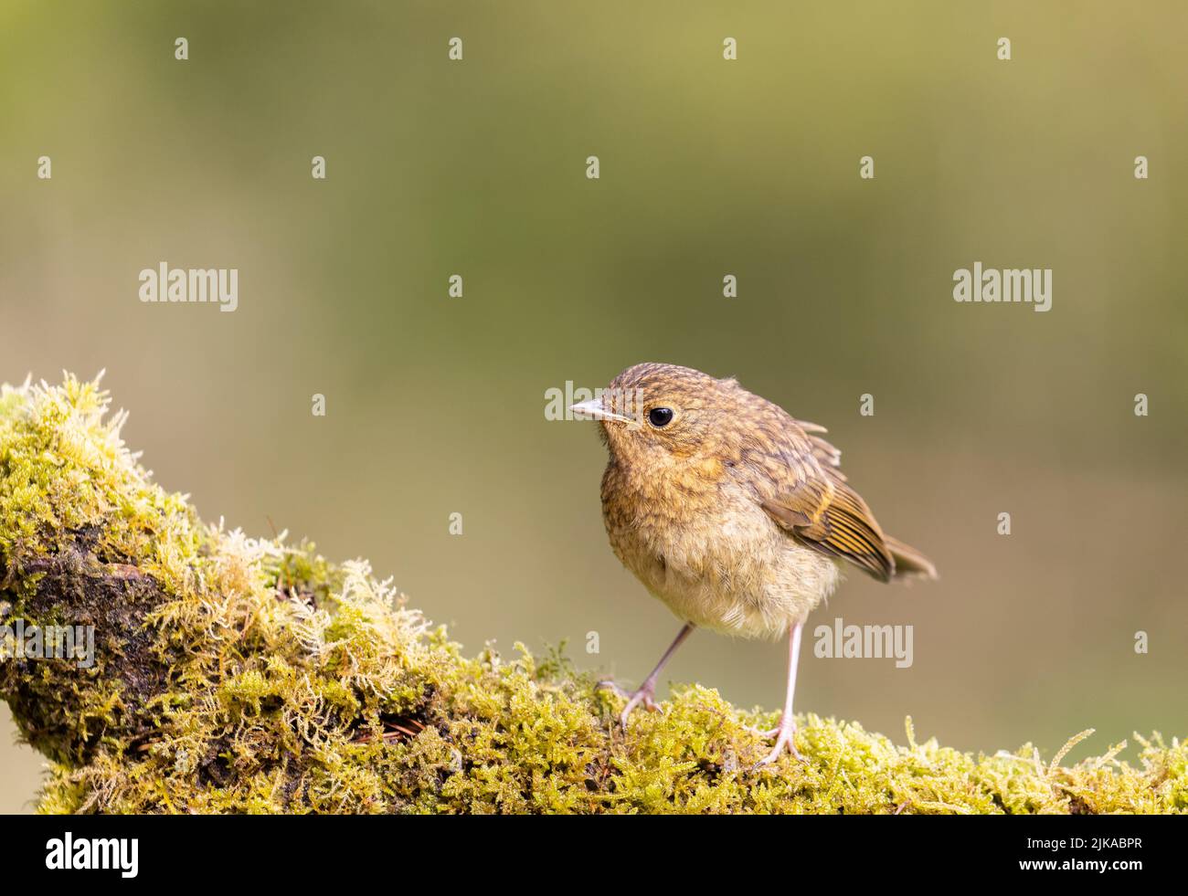 Juvenile robin hi-res stock photography and images - Alamy