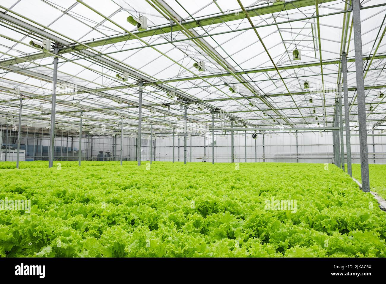Greenhouse plantation with lettuce greenery. Concept for industrial ...