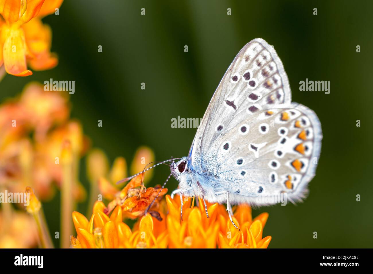 Common blue butterfly or European common blue - Polyommatus icarus ...