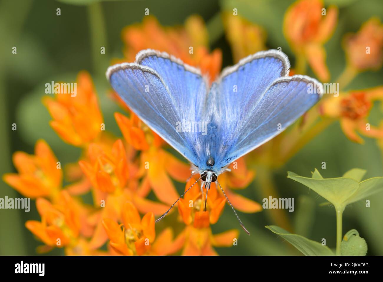 Common blue butterfly or European common blue - Polyommatus icarus ...