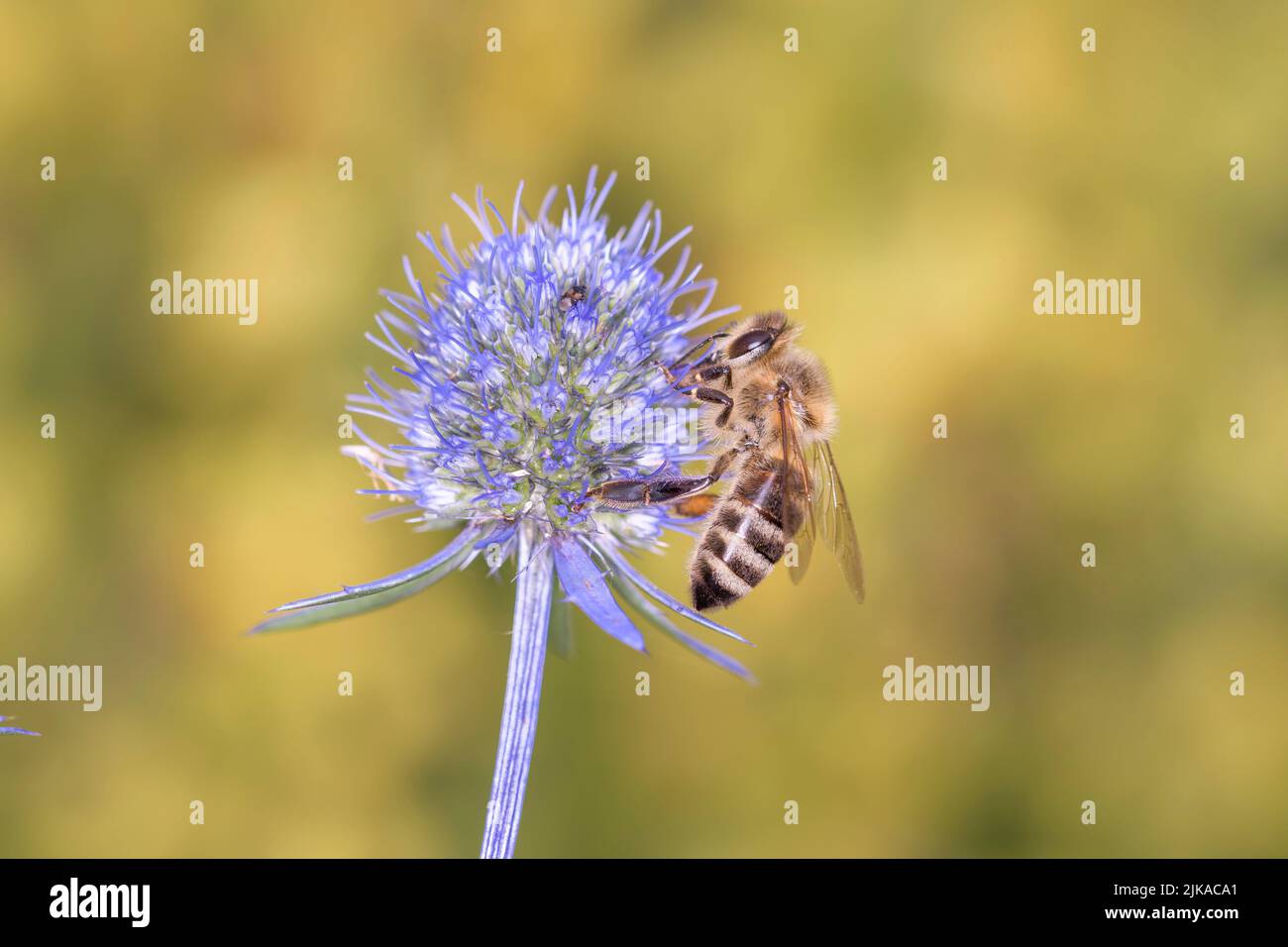 Bee - Apis mellifera - pollinates a blossom of Eryngium planum, the ...