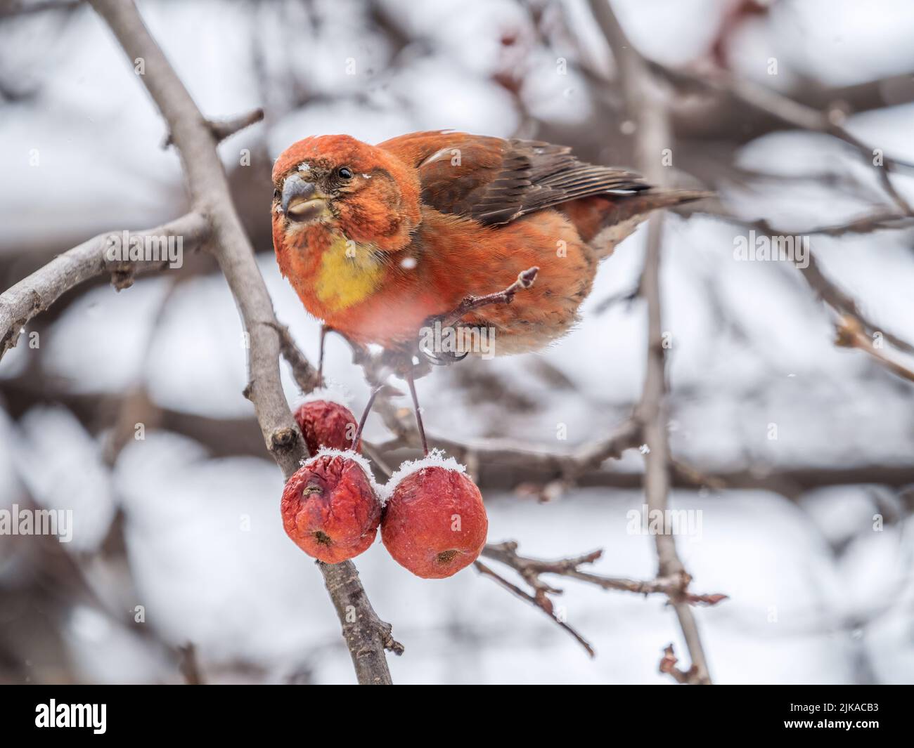 Red Crossbill male sitting on the tree branch and eats wild apple ...