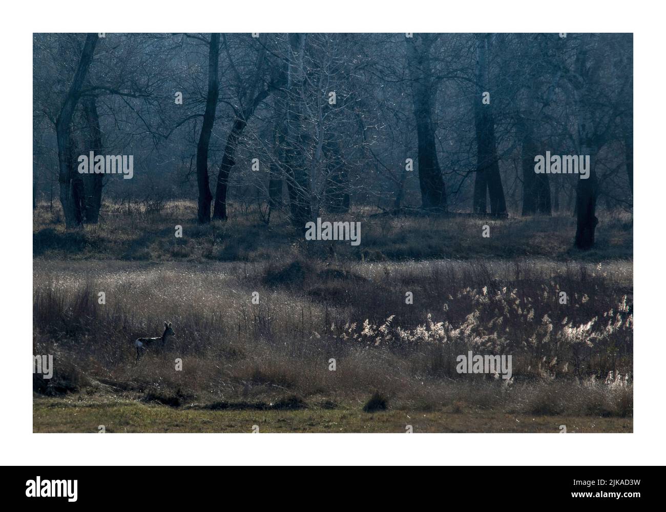 Fauna in trees Cut Out Stock Images & Pictures - Alamy