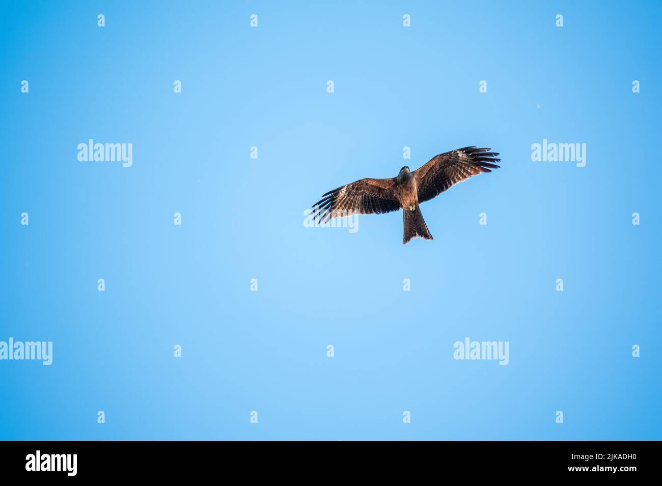 The bird of prey Black Kite flying in blue Sky. The black kite, Milvus ...