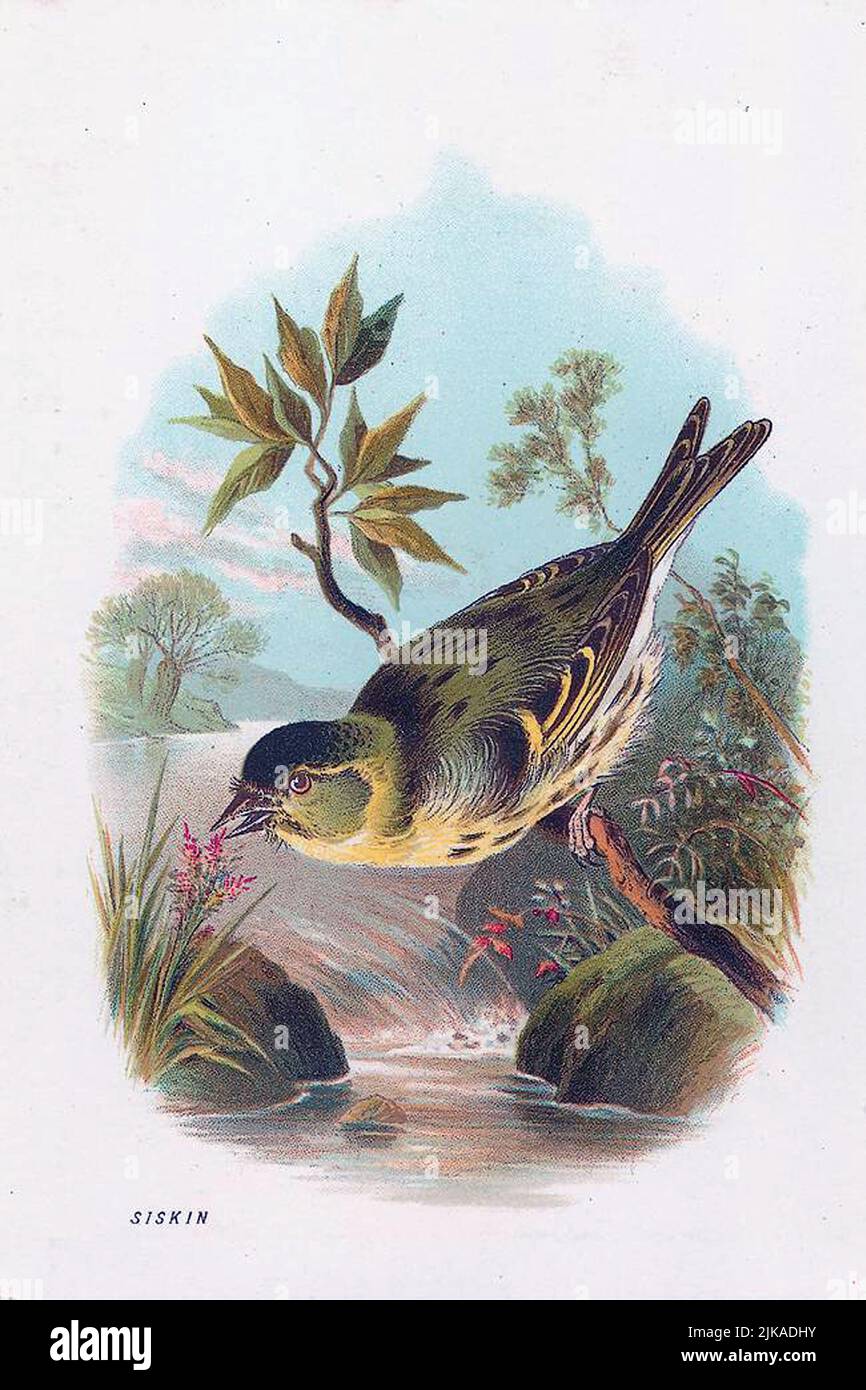 Vintage bird identification prints hi-res stock photography and images ...