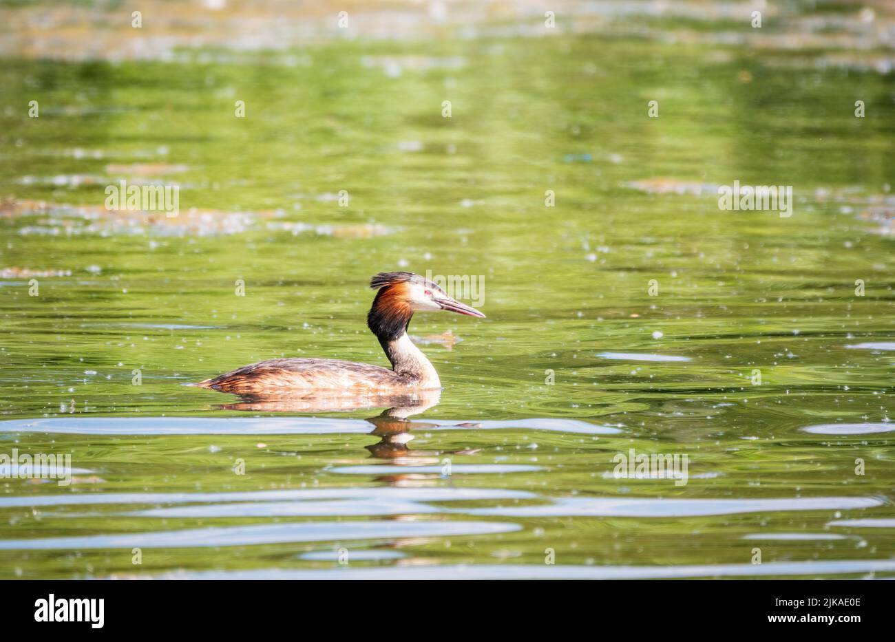 The waterfowl bird Great Crested Grebe swimming in the calm lake. The ...