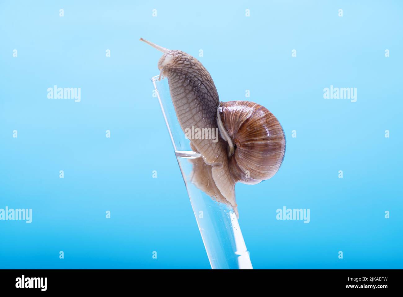Snail on a chemical test tube on a blue background with space for text ...