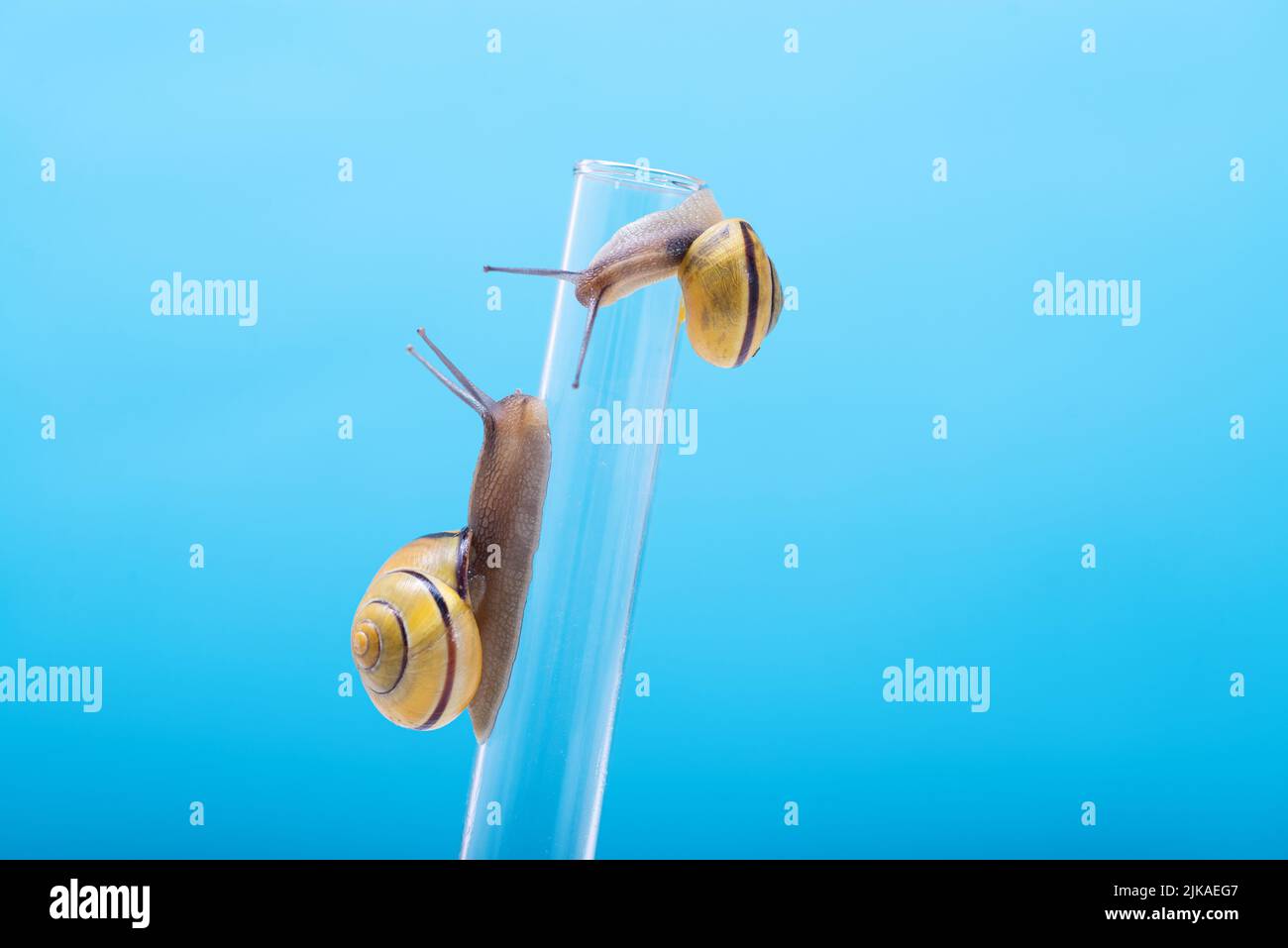 Two snails on a chemical test tube on a blue background with space for ...