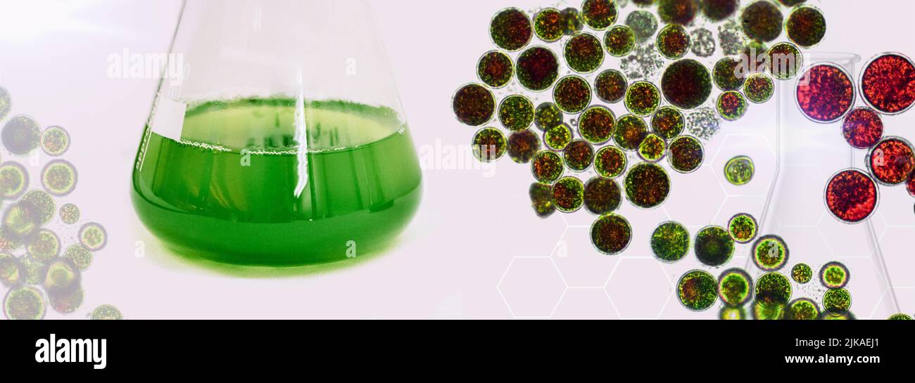 Algal research, energy and healthcare treatment biotechnology ...