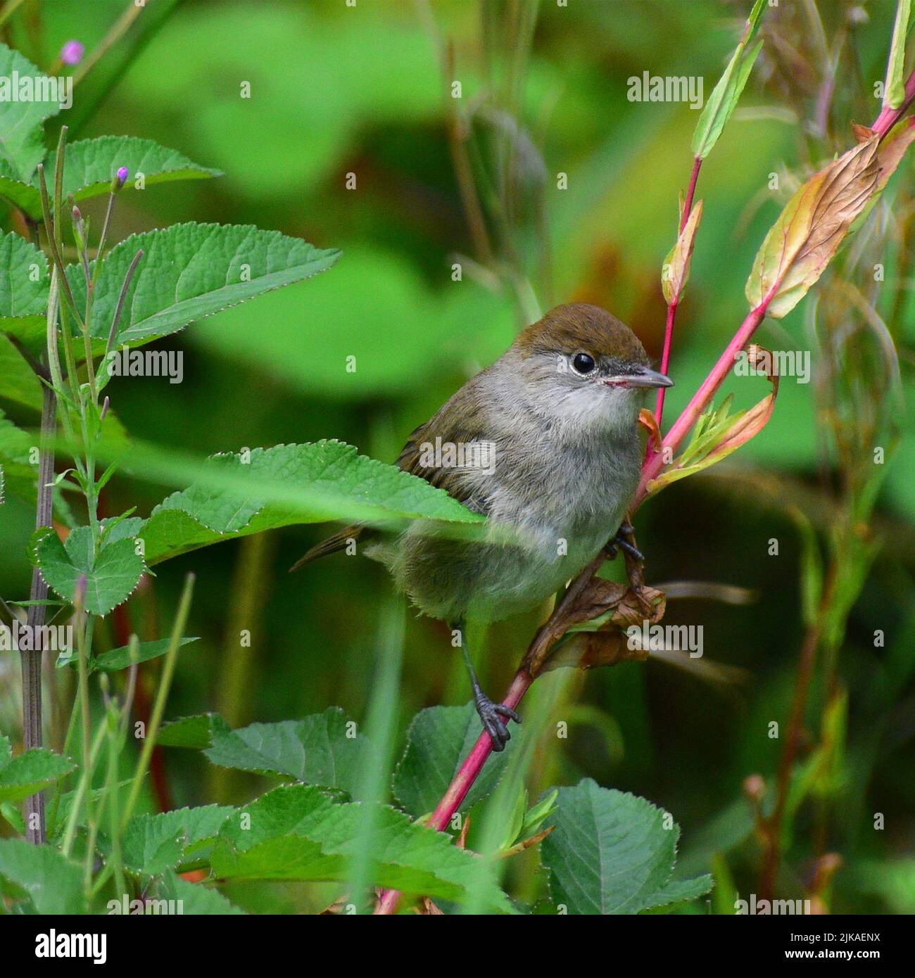 Juvenile blackcap hi-res stock photography and images - Alamy