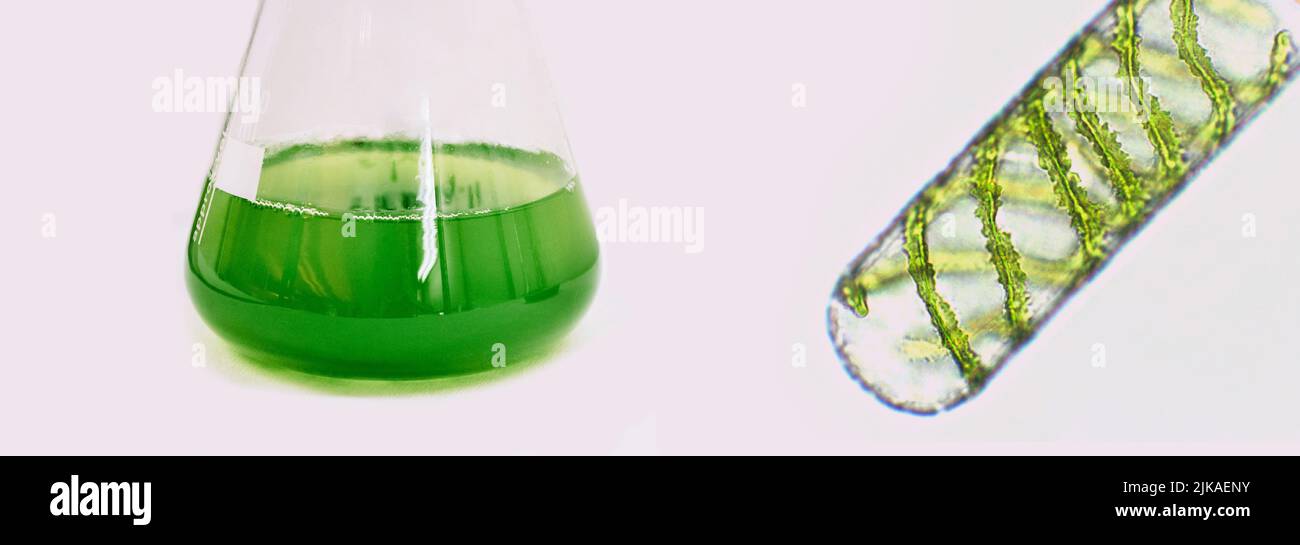 Algal extraction hi-res stock photography and images - Alamy