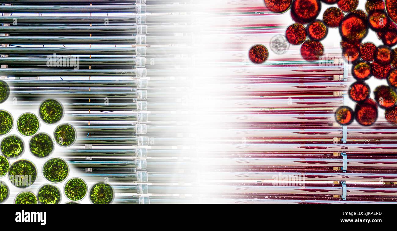 Photobioreactor in medical science laboratory, algae fuel biofuel ...