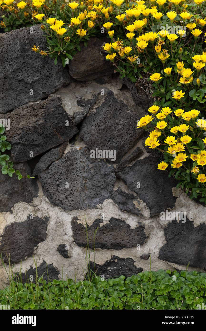 wild flowers found in Jeju island of Korea Stock Photo - Alamy