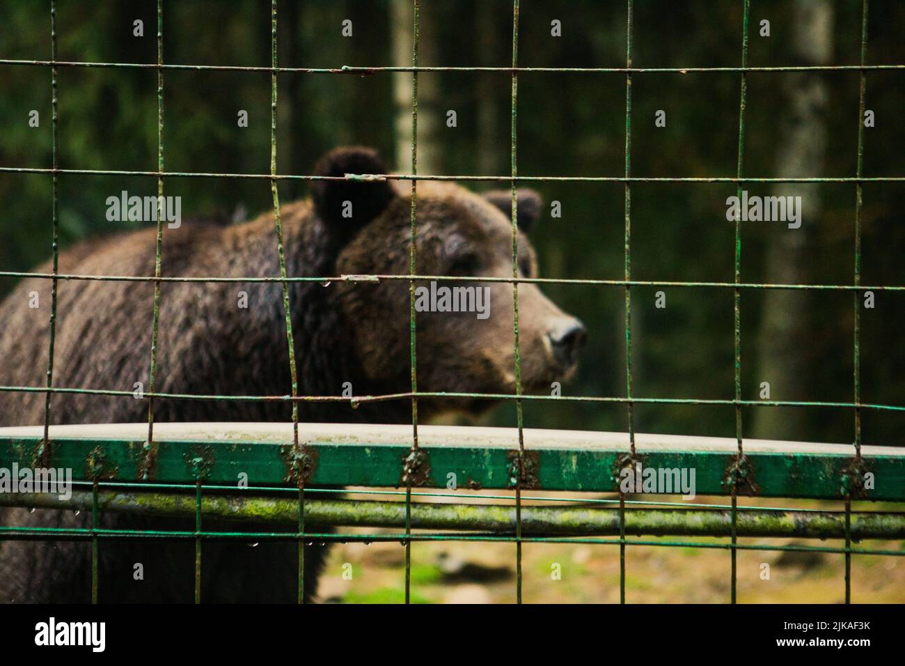 wild bear in rehabilitation center Stock Photo - Alamy