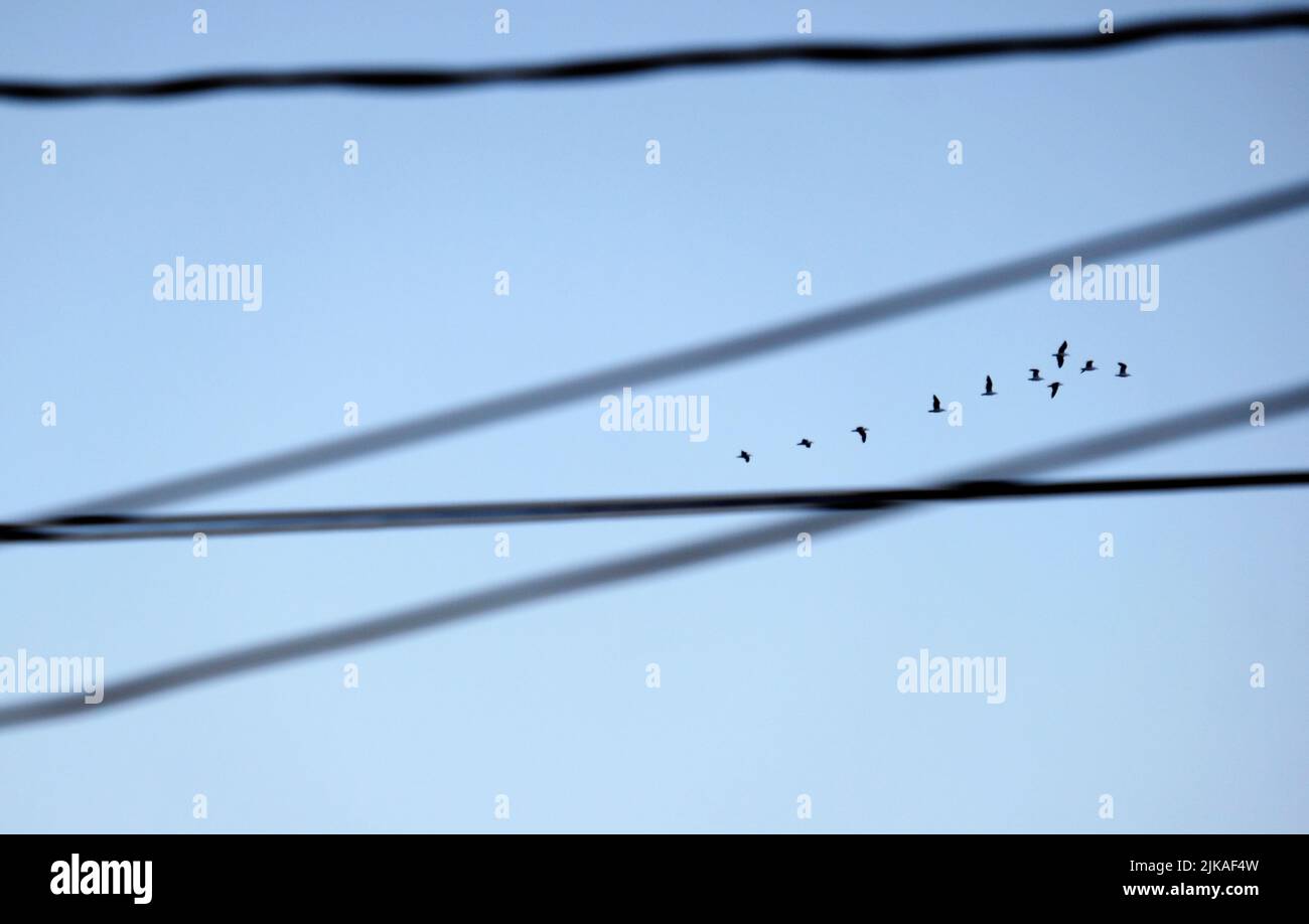 Flock of birds flying by seem through electric cables Stock Photo - Alamy