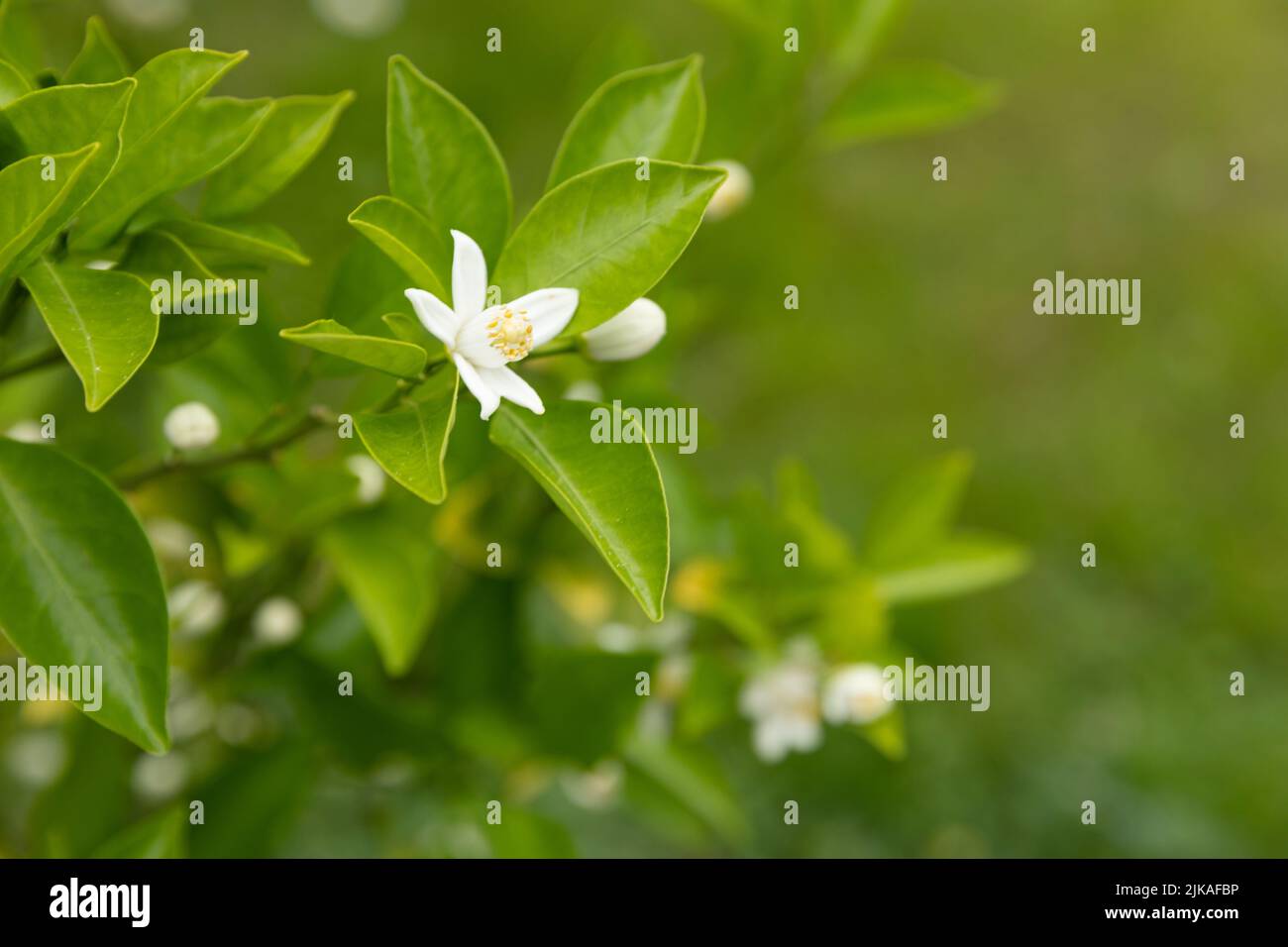 wild flowers in Jeju island of Korea Stock Photo - Alamy