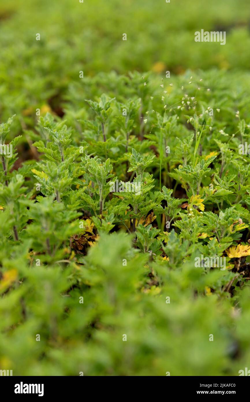 Honinji Pond in Jeju island of Korea Stock Photo - Alamy