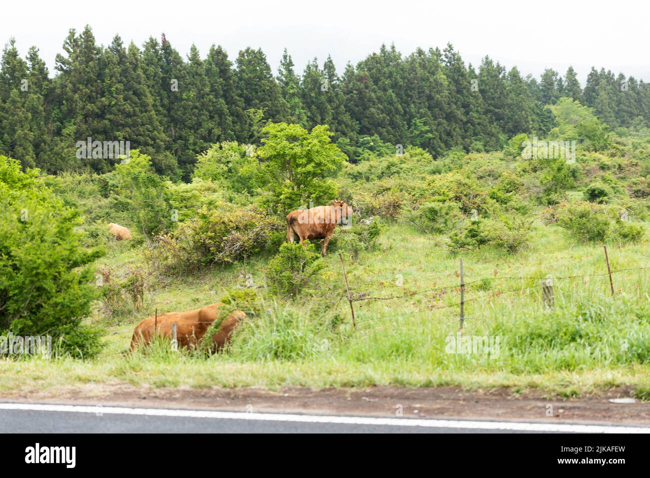 animal cow in Hallasan mountain, Jeju of Korea Stock Photo - Alamy