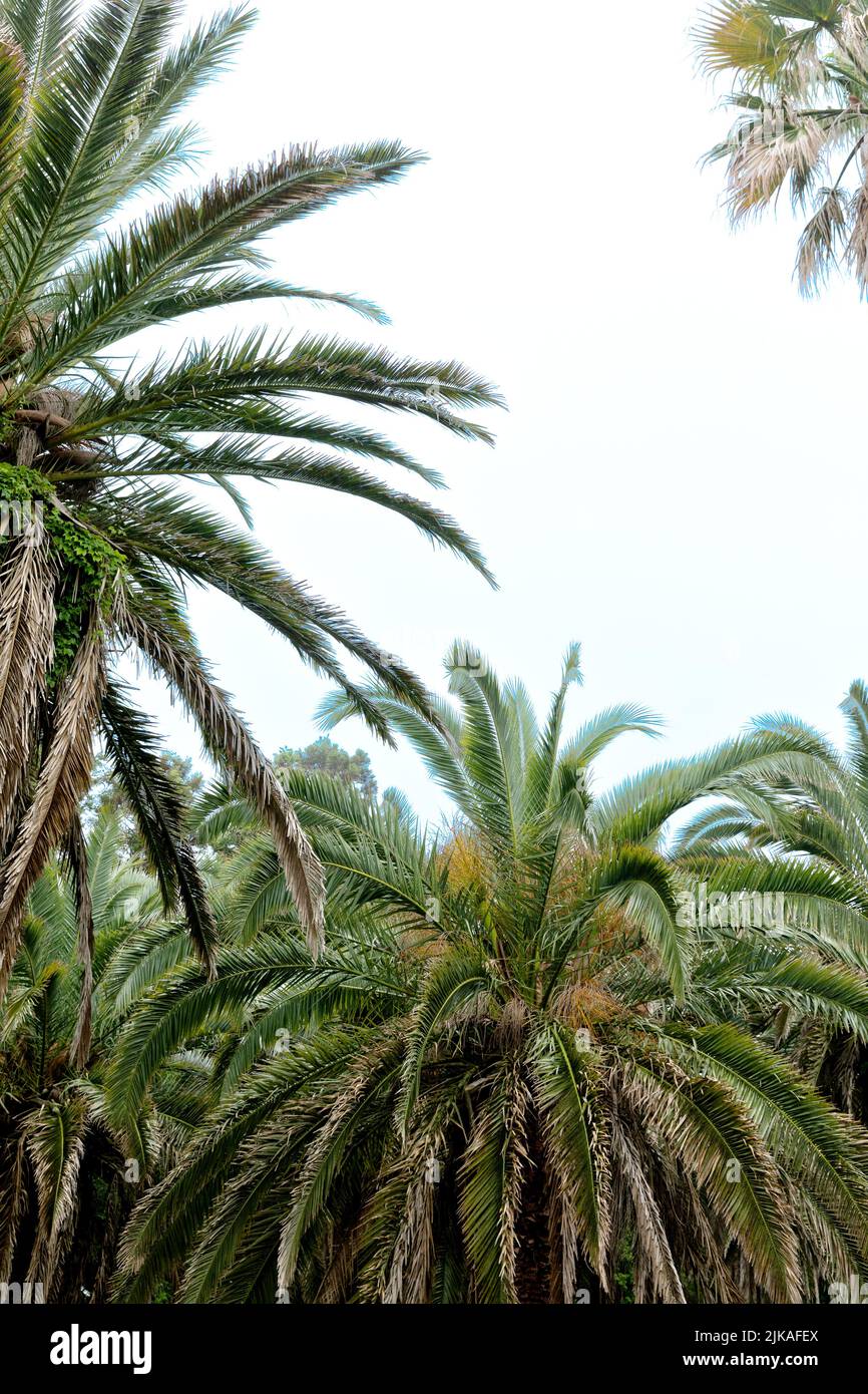 Sangari hi-res stock photography and images - Alamy