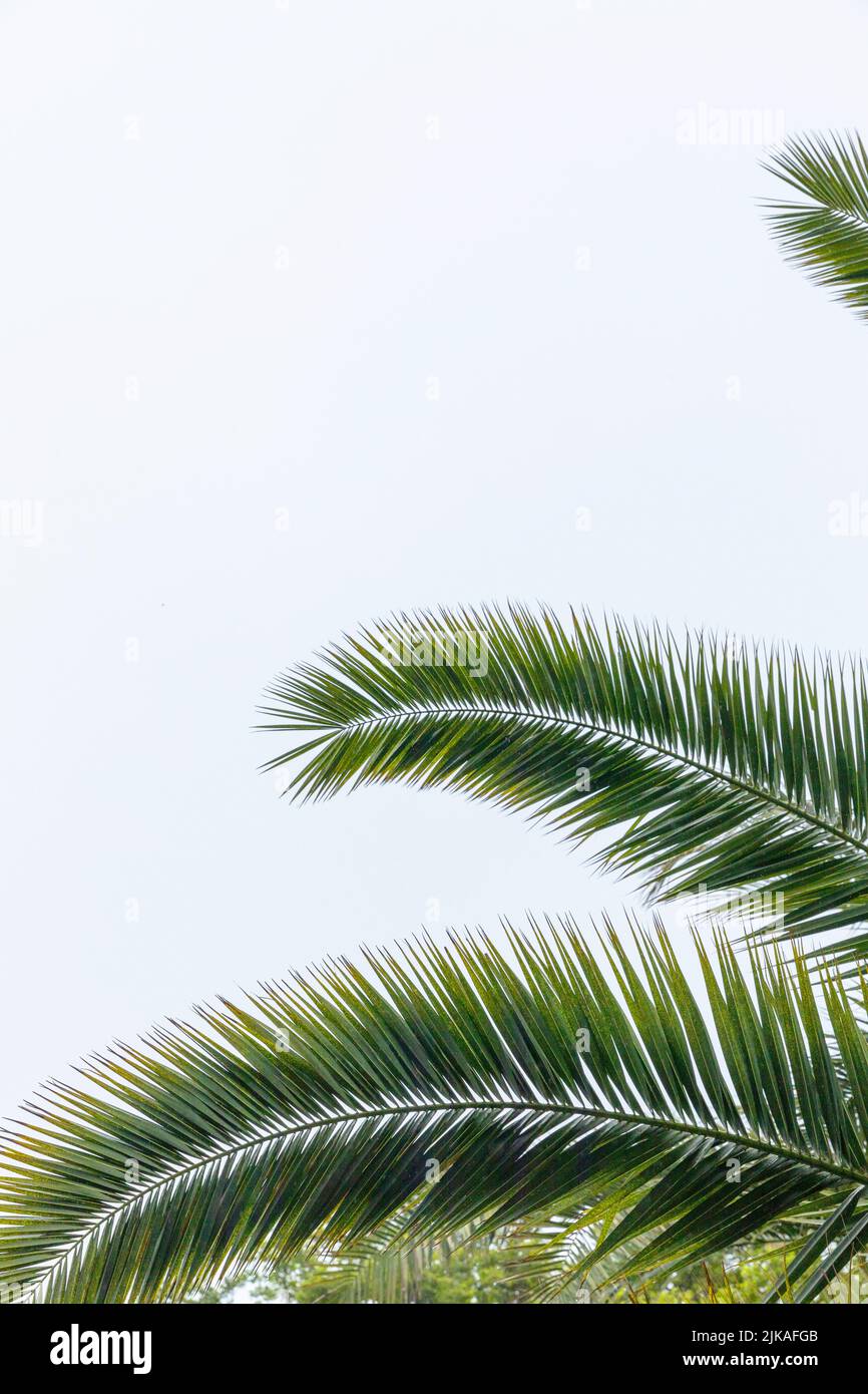 Sangari hi-res stock photography and images - Alamy