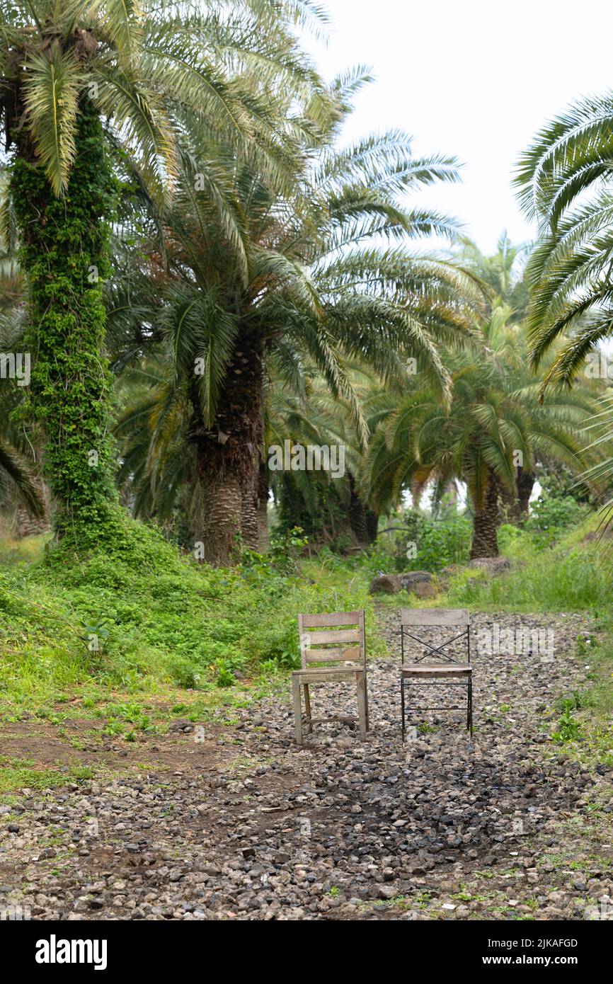 Sangari palm forest in Jeju island of Korea Stock Photo - Alamy
