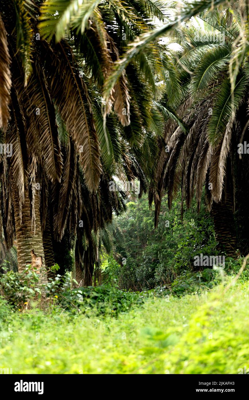 Sangari hi-res stock photography and images - Alamy