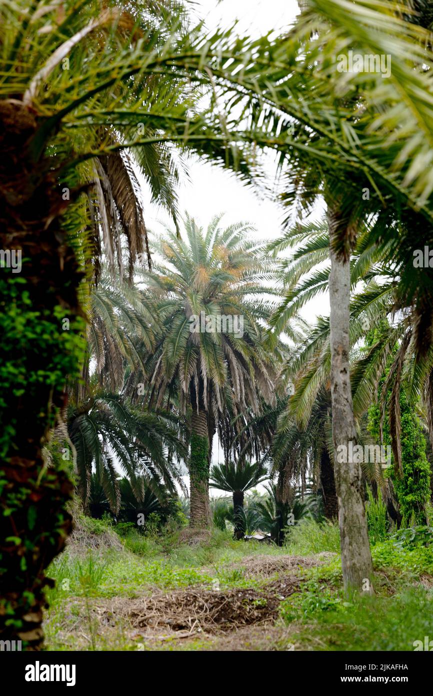 Sangari palm forest in Jeju island of Korea Stock Photo - Alamy