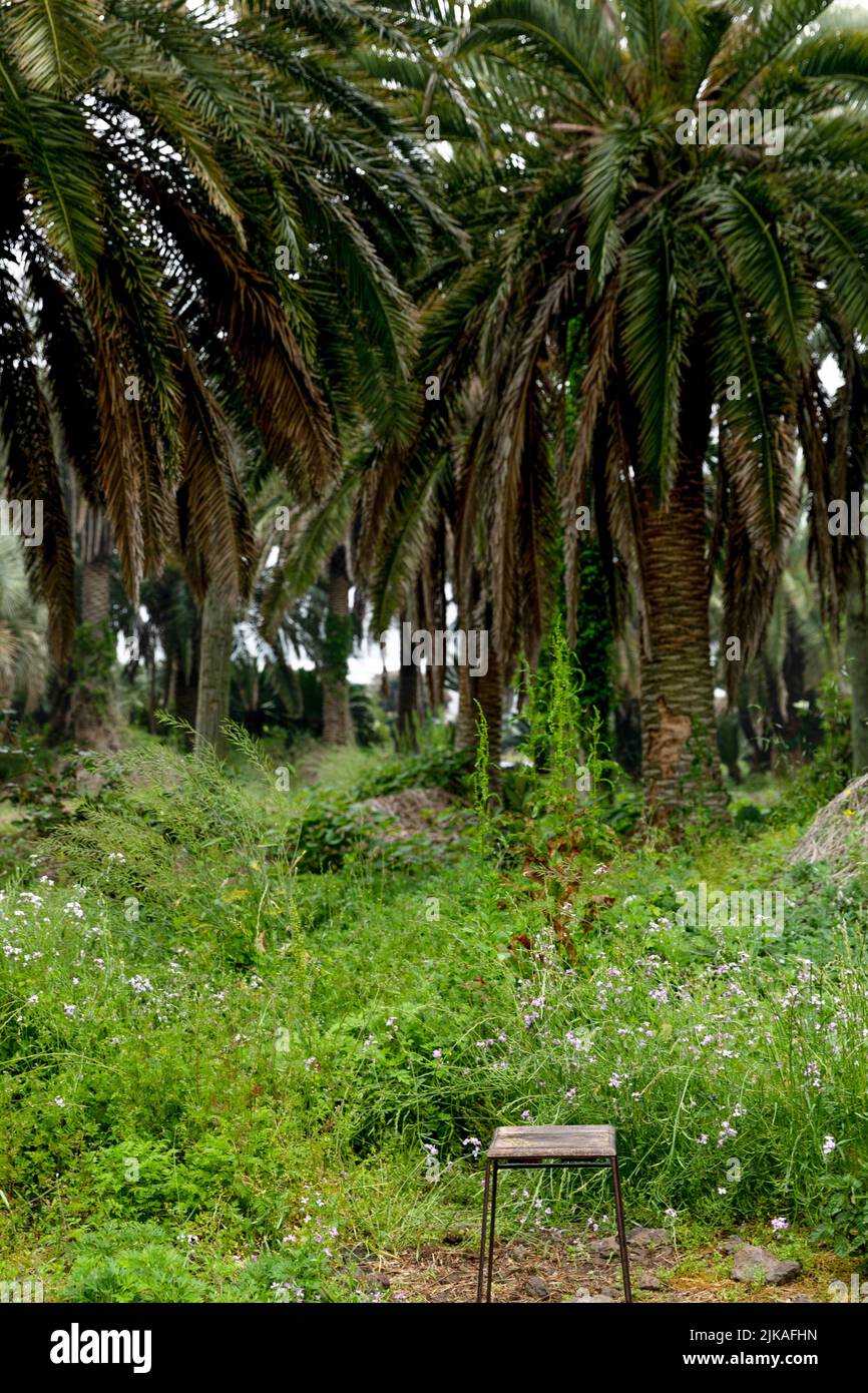 Sangari hi-res stock photography and images - Alamy