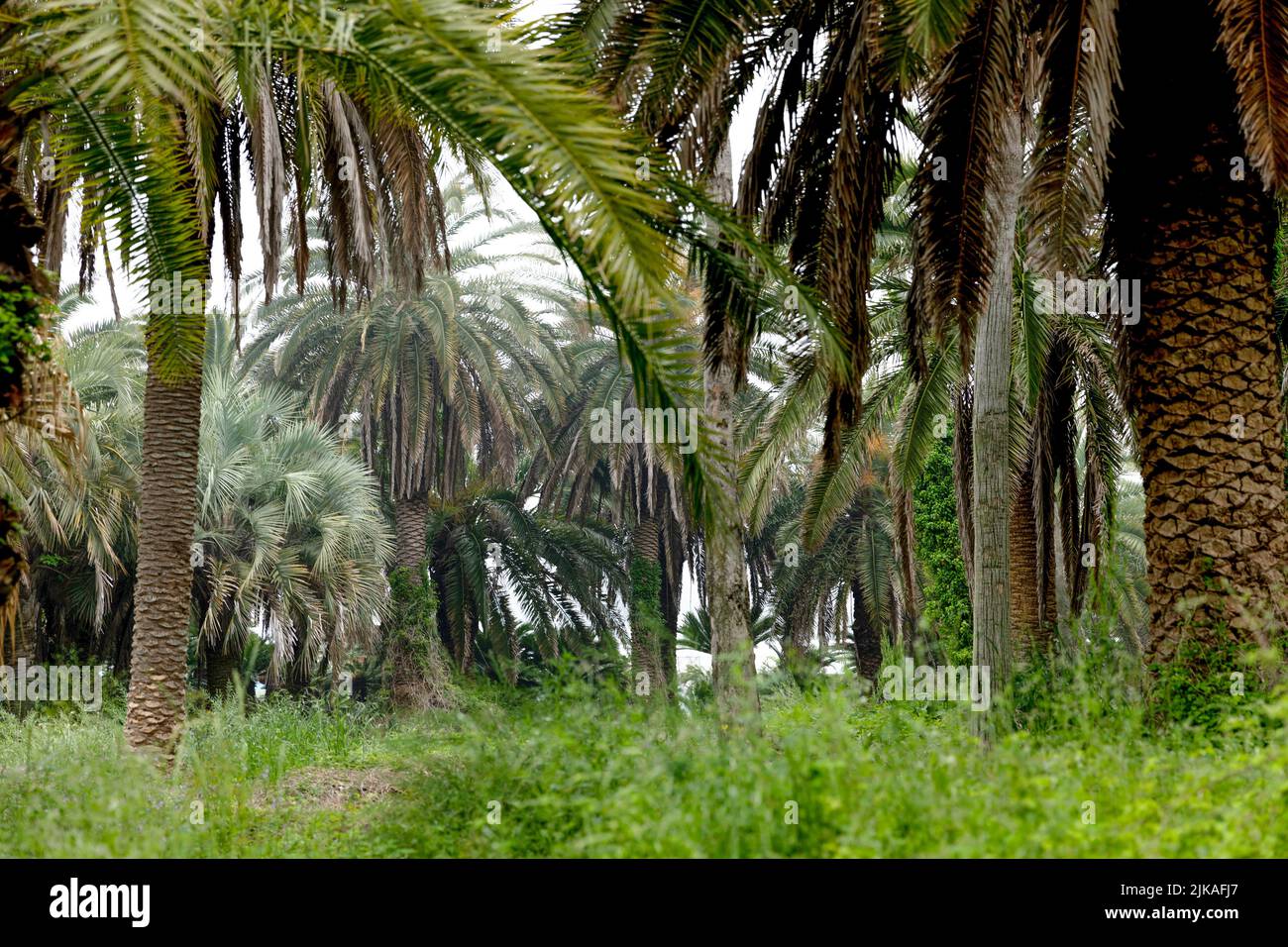 Sangari hi-res stock photography and images - Alamy