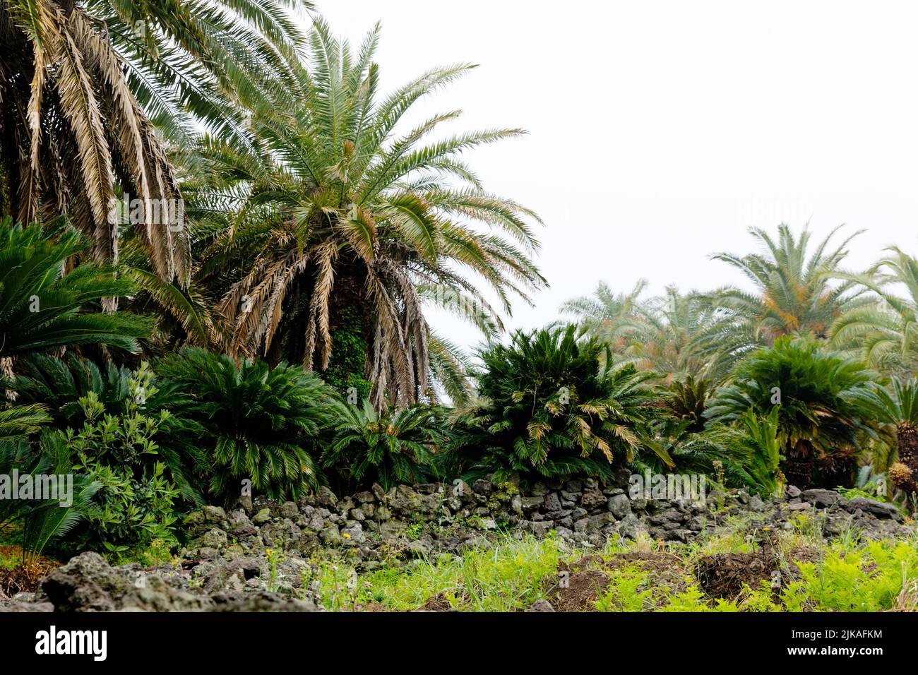 Sangari palm forest in Jeju island of Korea Stock Photo - Alamy