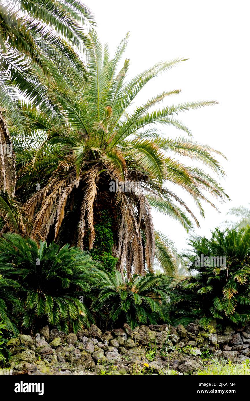 Sangari hi-res stock photography and images - Alamy