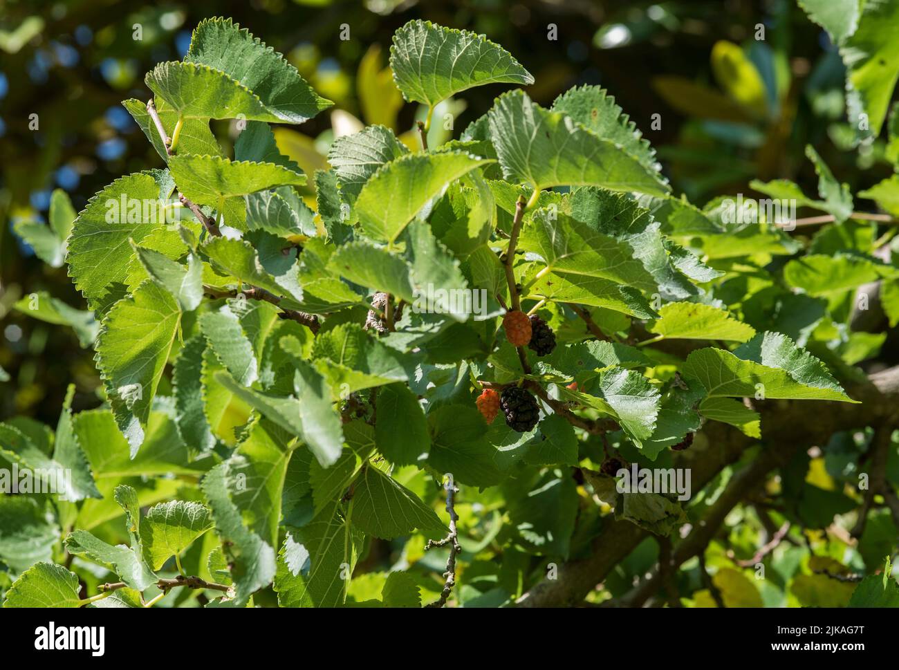 Mulberry tree berries hi-res stock photography and images - Alamy