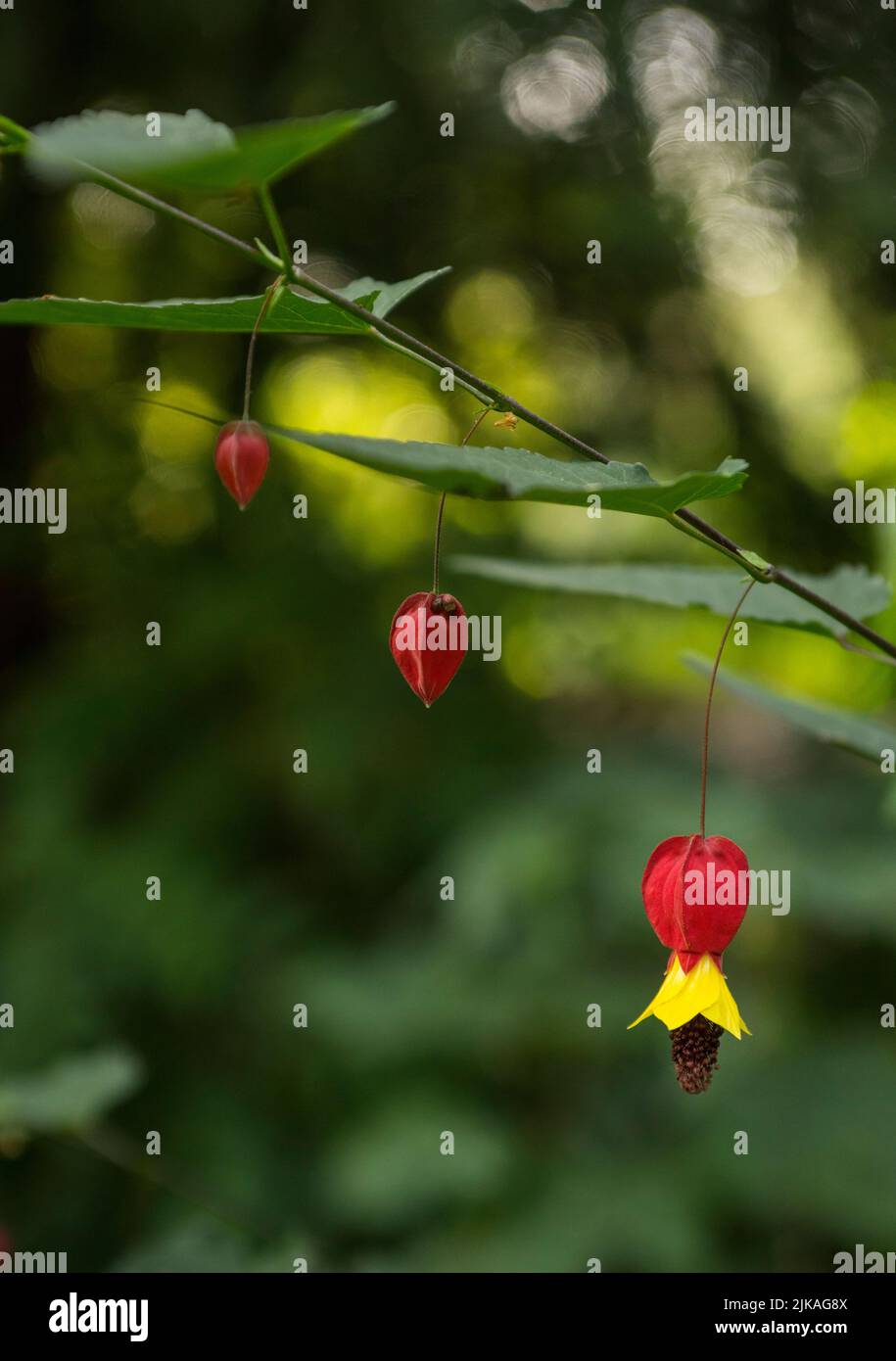 Flowers: Close up of Chinese Lantern - Abutilon megapotamicum, aka ...