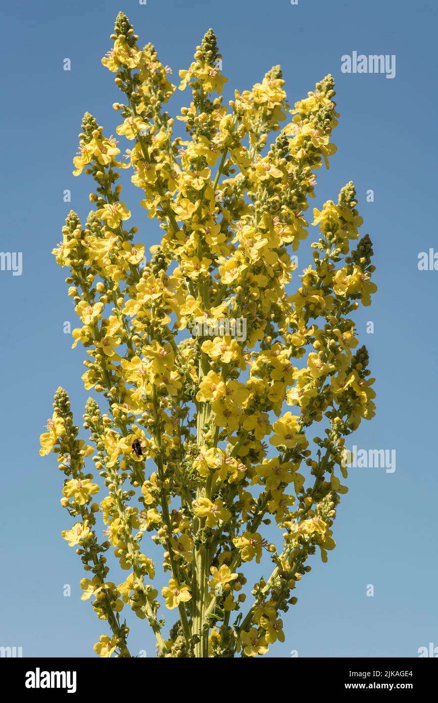 Common Mullein - Verbascum thapsus in the family Scrophulariaceae Stock ...