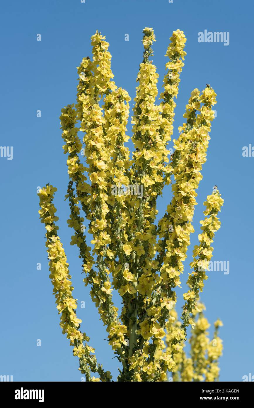 Common Mullein - Verbascum thapsus in the family Scrophulariaceae Stock ...