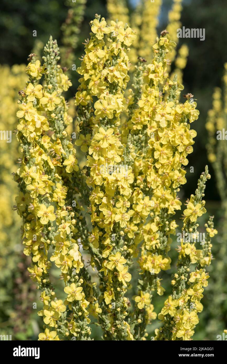 Close up of Common Mullein - Verbascum thapsus in the family ...
