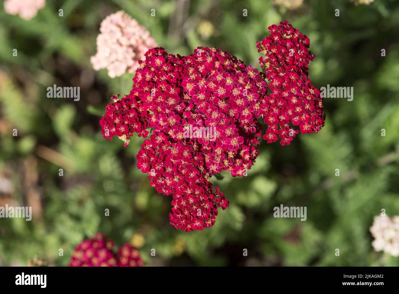 Close up of Achillea Millefolium 'Red Velvet', Yarrow flowers. AKA old ...