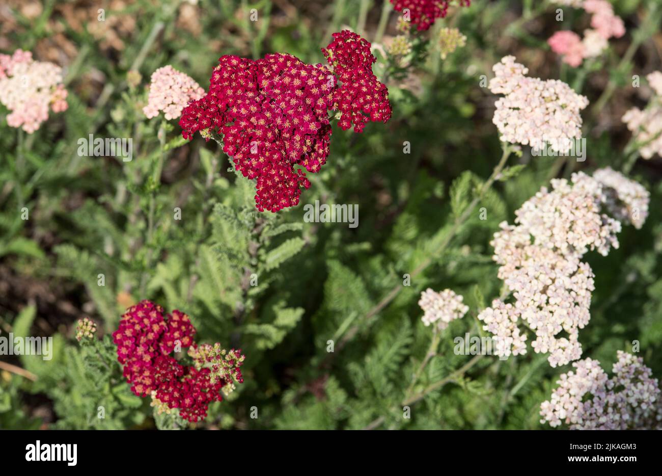Close up of Yarrow, Achillea Millefolium 'Red Velvet' flowers and some ...