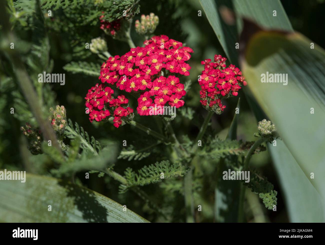 Close up of Achillea Millefolium 'Red Velvet', Yarrow flowers. AKA old ...