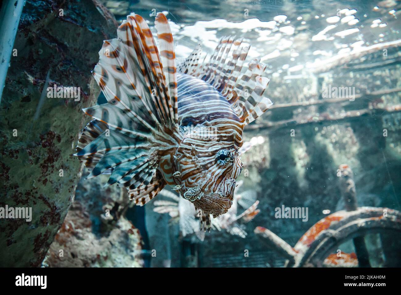Tropical fish fish zebra pterois volitans hi-res stock photography and ...