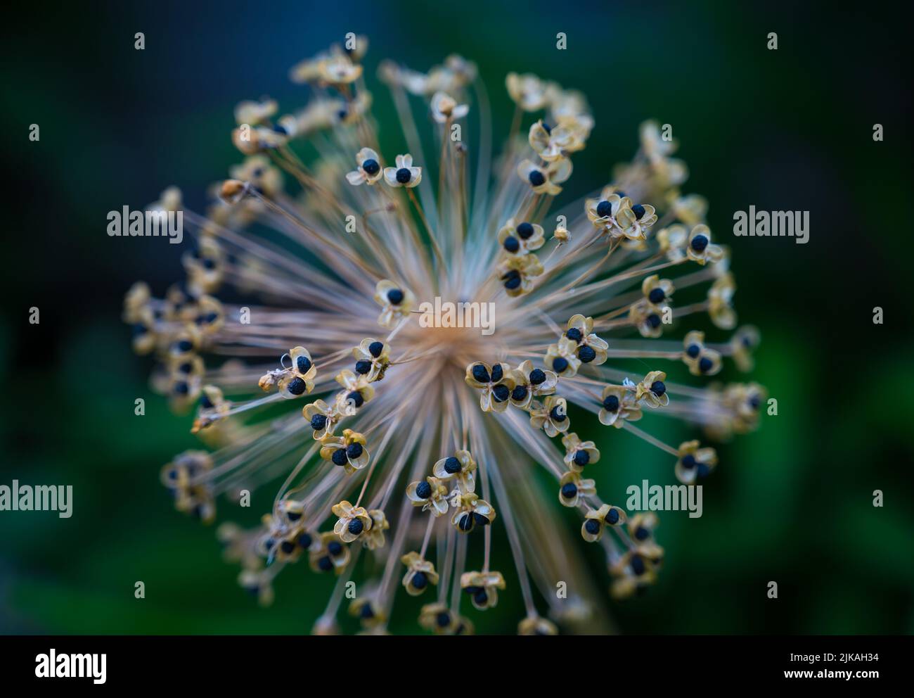 Ripe black seeds on the seed umbel of an Allium, a genus of ...
