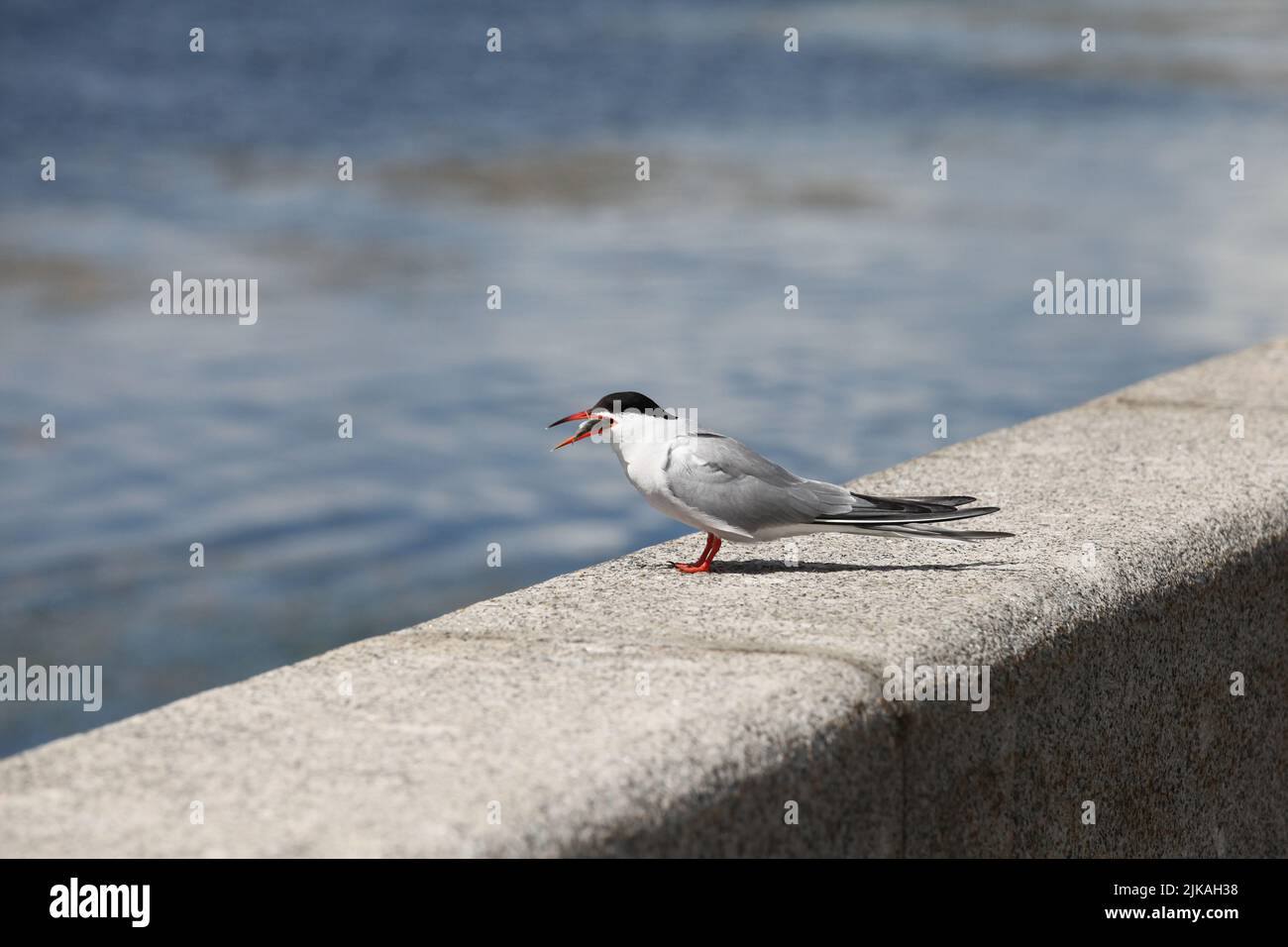 Seagull with a fish in open beak. Sterna hirundo Stock Photo - Alamy