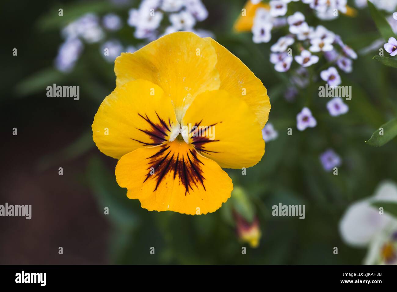 Violet tricolor flower hi-res stock photography and images - Alamy