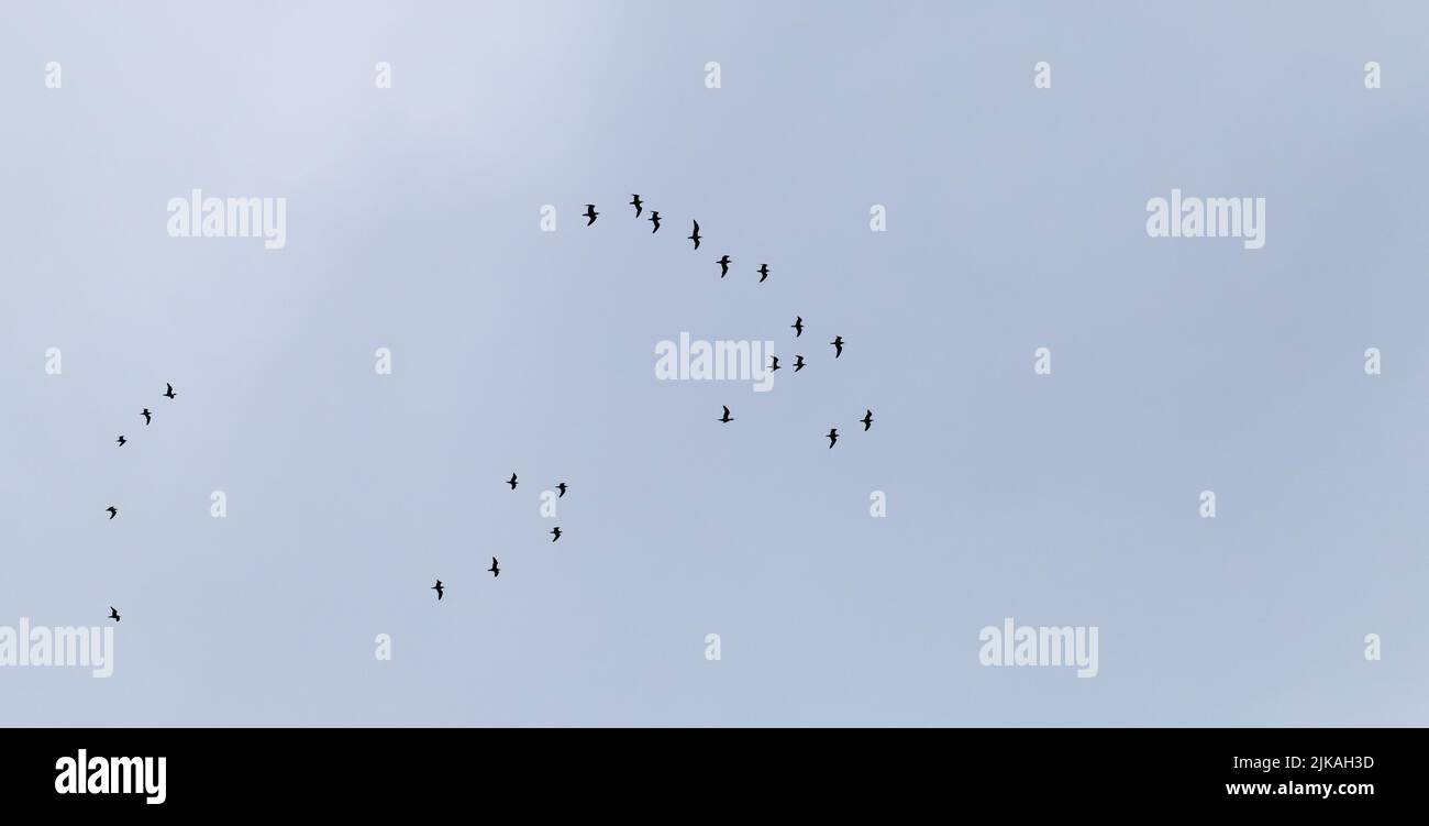 Flock of seagulls flying in the cloudy sky Stock Photo - Alamy