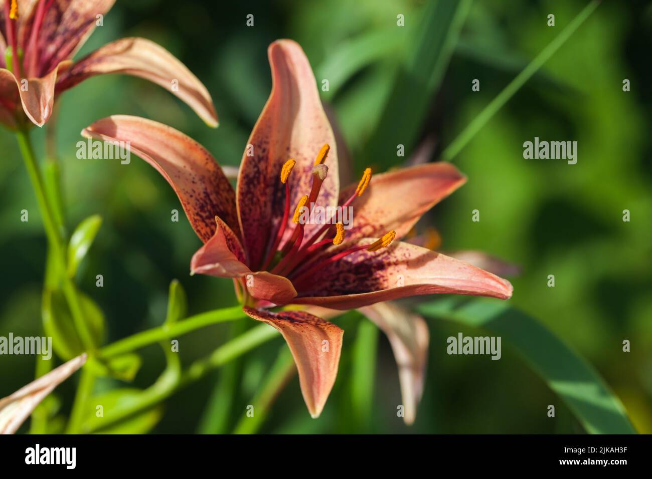 Orange lily flower is in a summer garden. Lilium bulbiferum in bloom ...