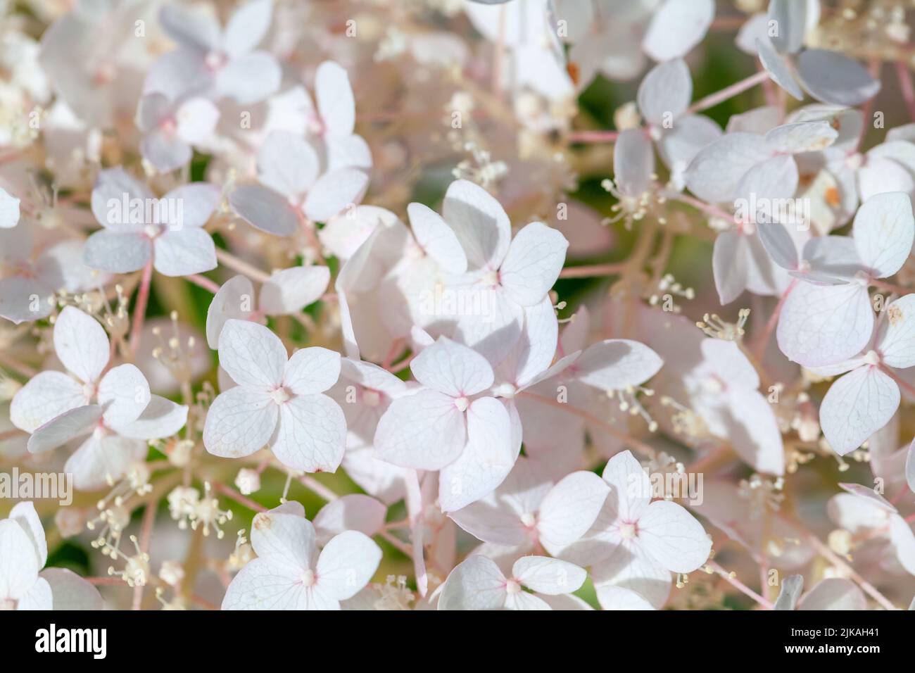 Close up white hydrangea paniculata flower hi-res stock photography and ...