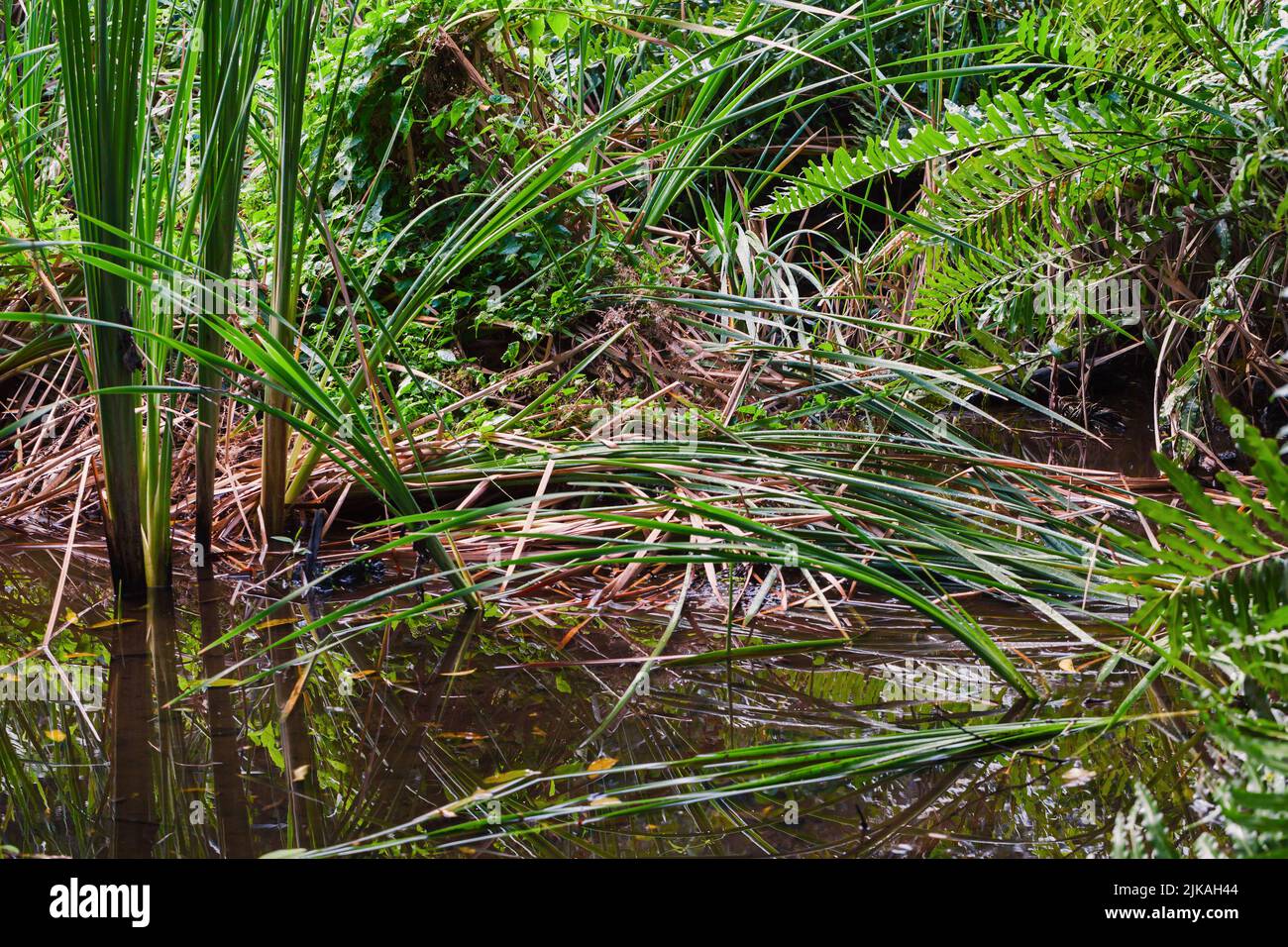 Wild tropical forest view with green plants growing in water on a ...