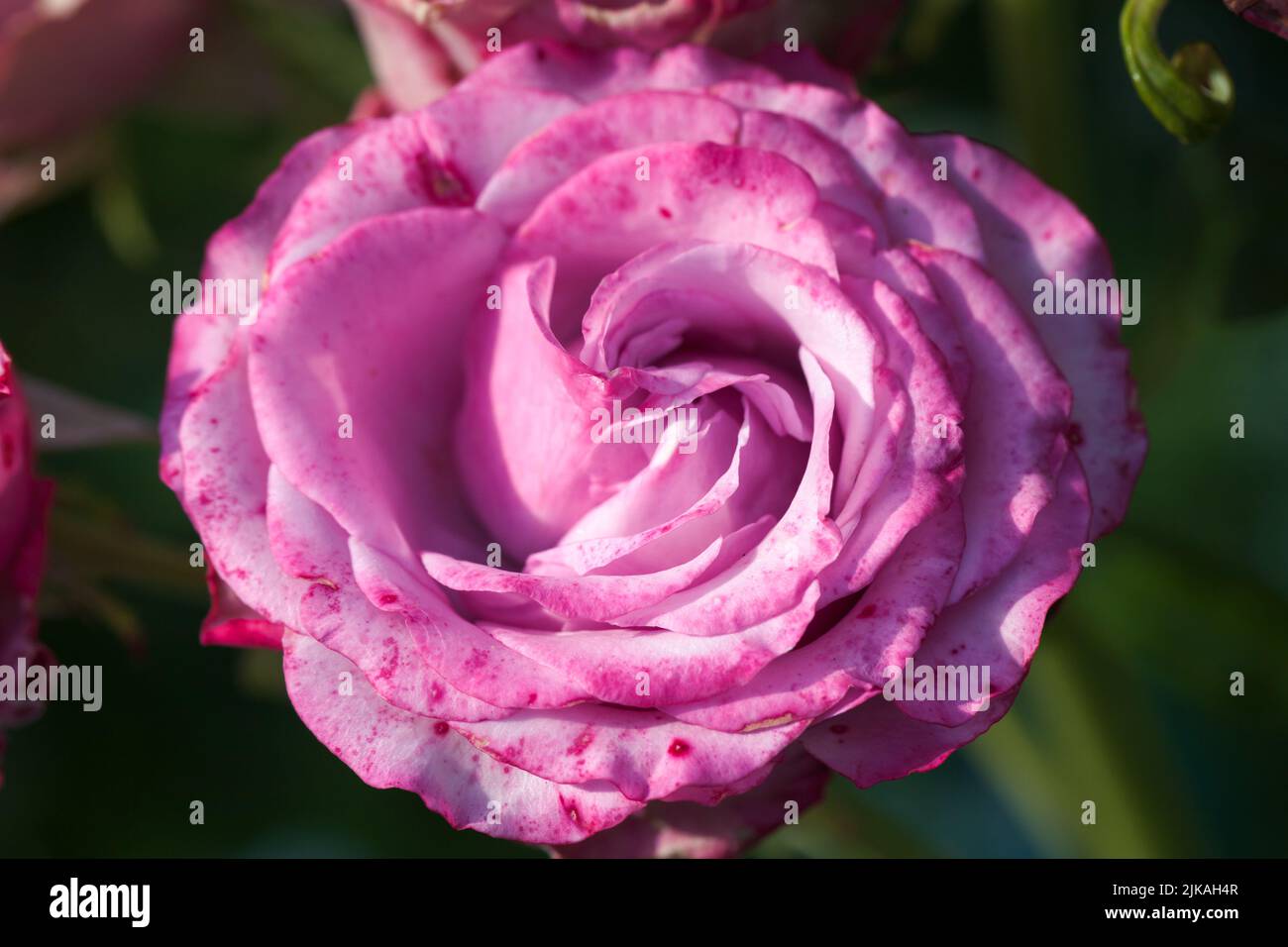 Soft focus pink rose flower hi-res stock photography and images - Alamy