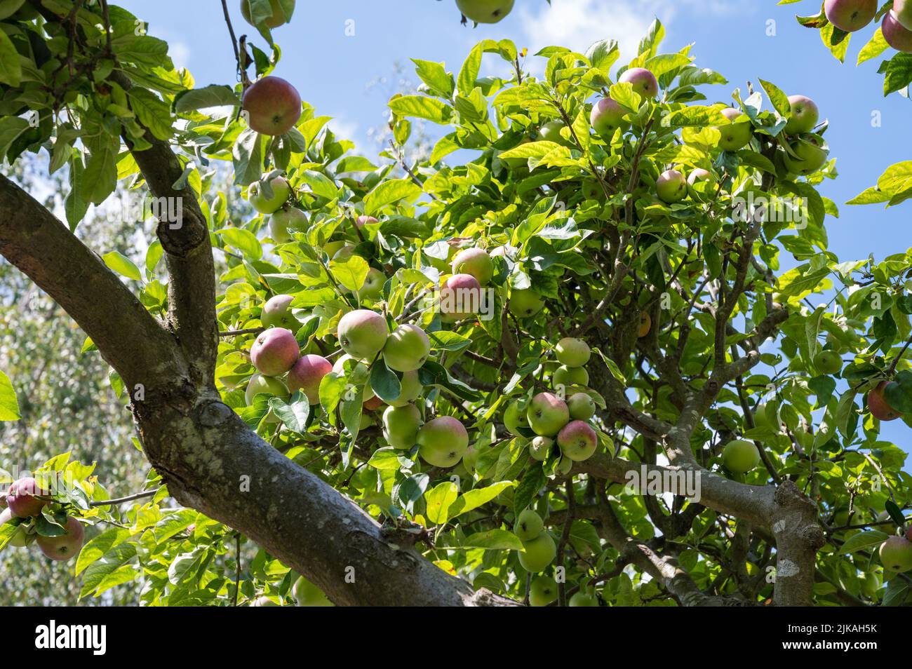 Tydemans Early Worcester apples in early stages of ripening on an old ...