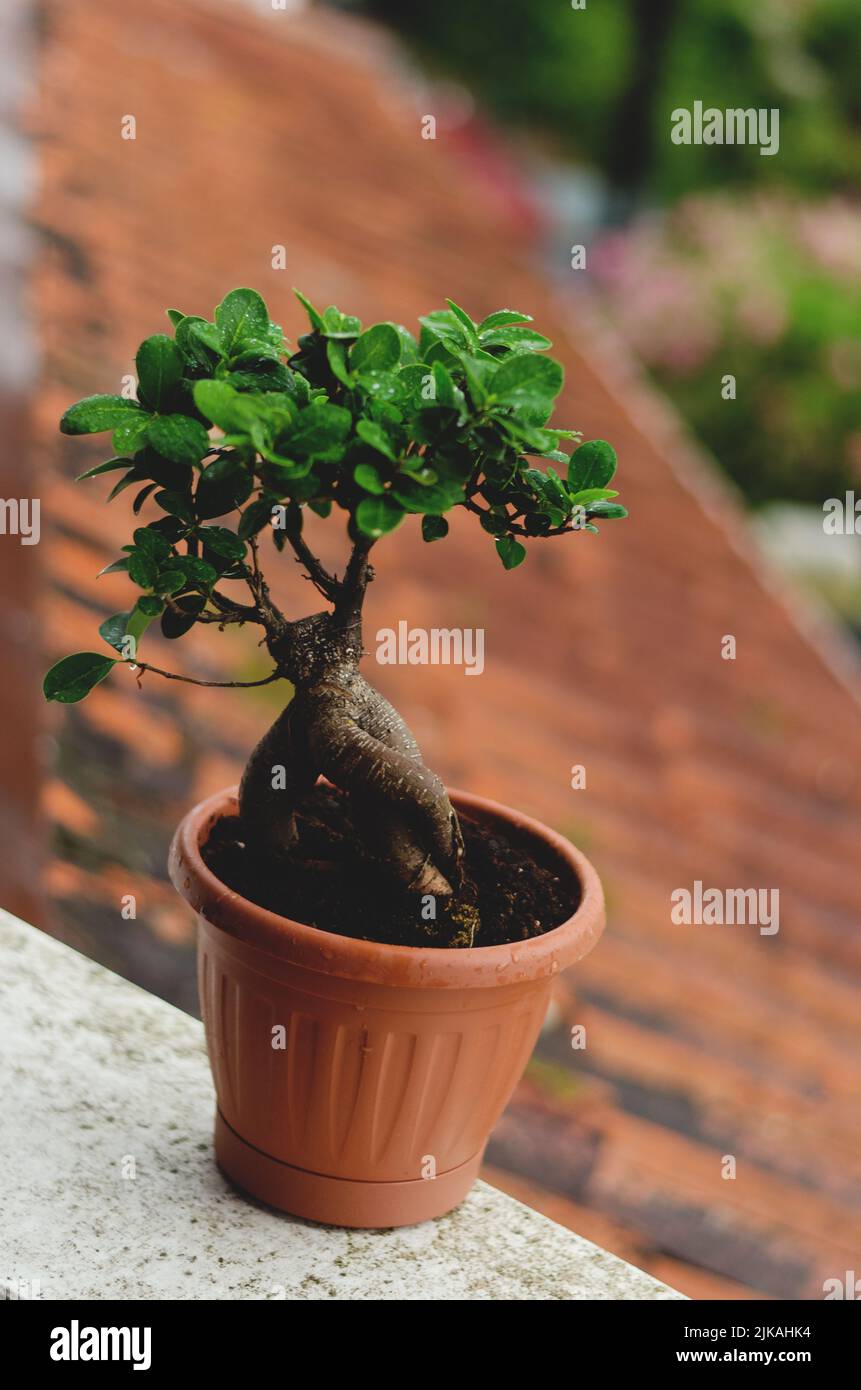 decorative green tangerine tree with orange fruit in a pot and ficus in ...
